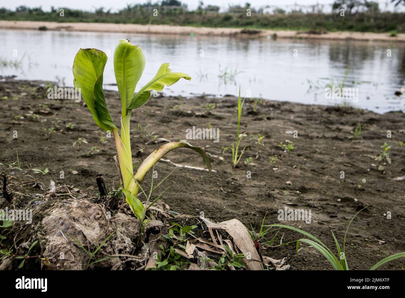 Banana tree root hi-res stock photography and images - Alamy