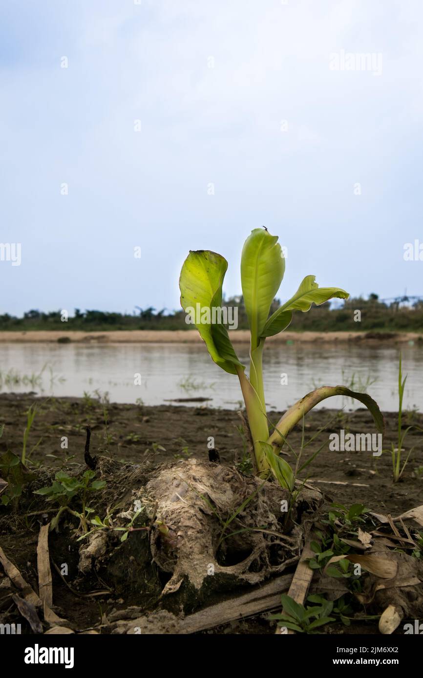 Banana tree root hi-res stock photography and images - Alamy