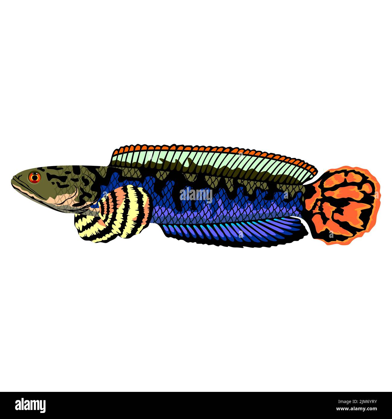 Channa fish Stock Vector Images - Alamy