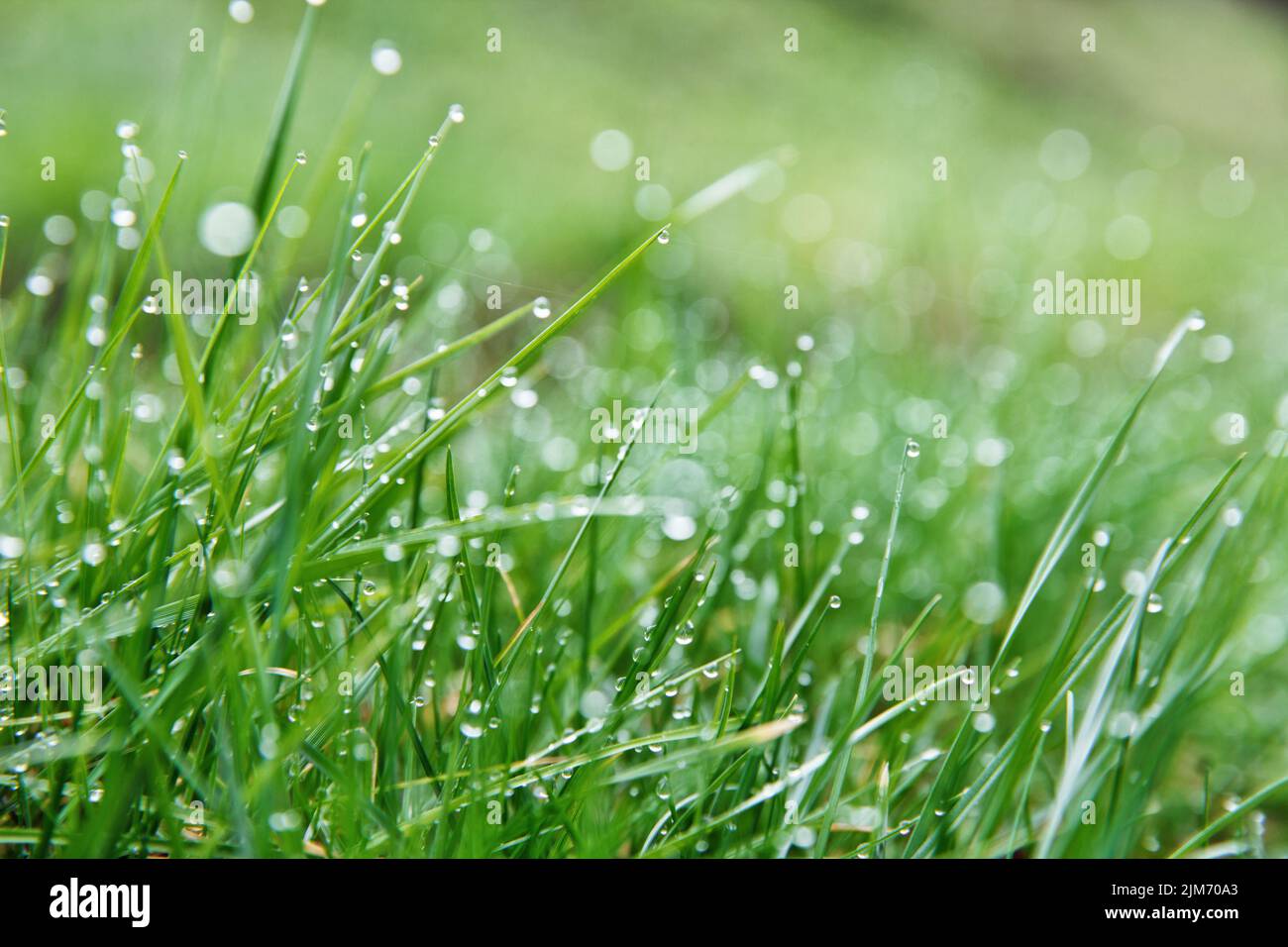 Low angle close up shot of a green grass covered with morning dew Stock ...