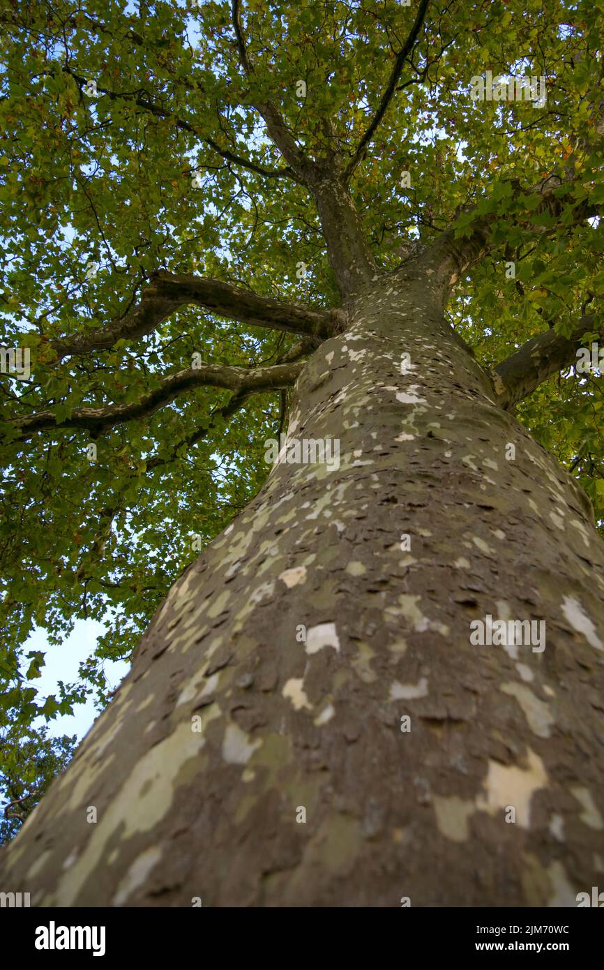 The crown of a plane tree from the worms view Stock Photo - Alamy