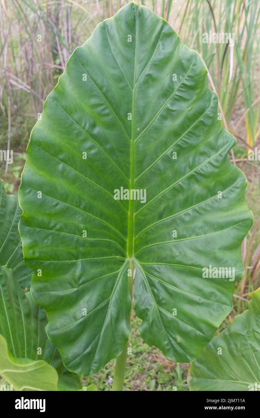 Taro leaf wallpaper hi-res stock photography and images - Alamy