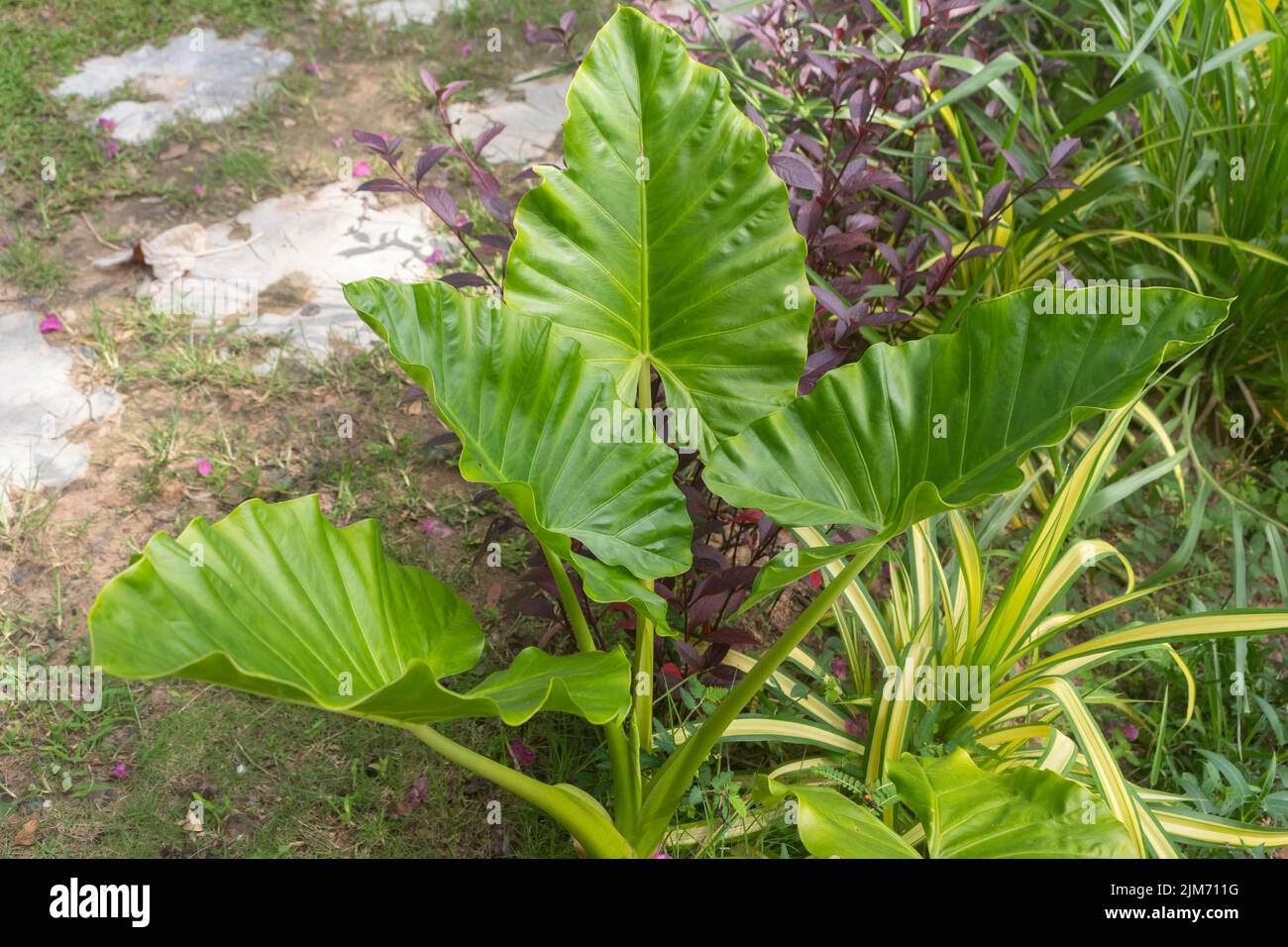 Taro plantation taro plantation hi-res stock photography and images - Alamy