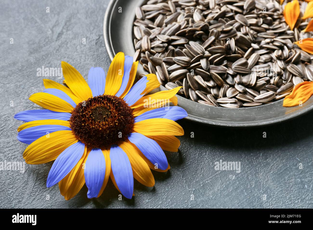 Sunflower in colors of Ukrainian flag and plate with seeds on grey ...