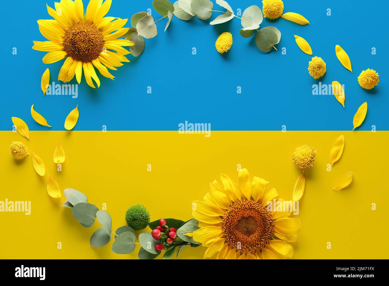 Frame made of sunflowers, petals and leaves on Ukrainian flag Stock ...