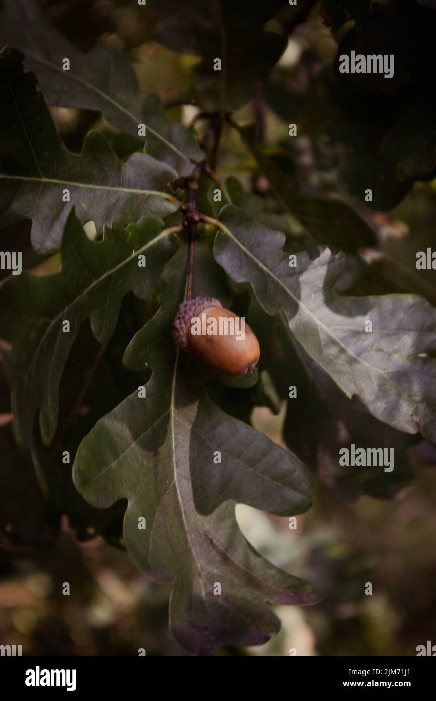 Acorn crop hi-res stock photography and images - Alamy