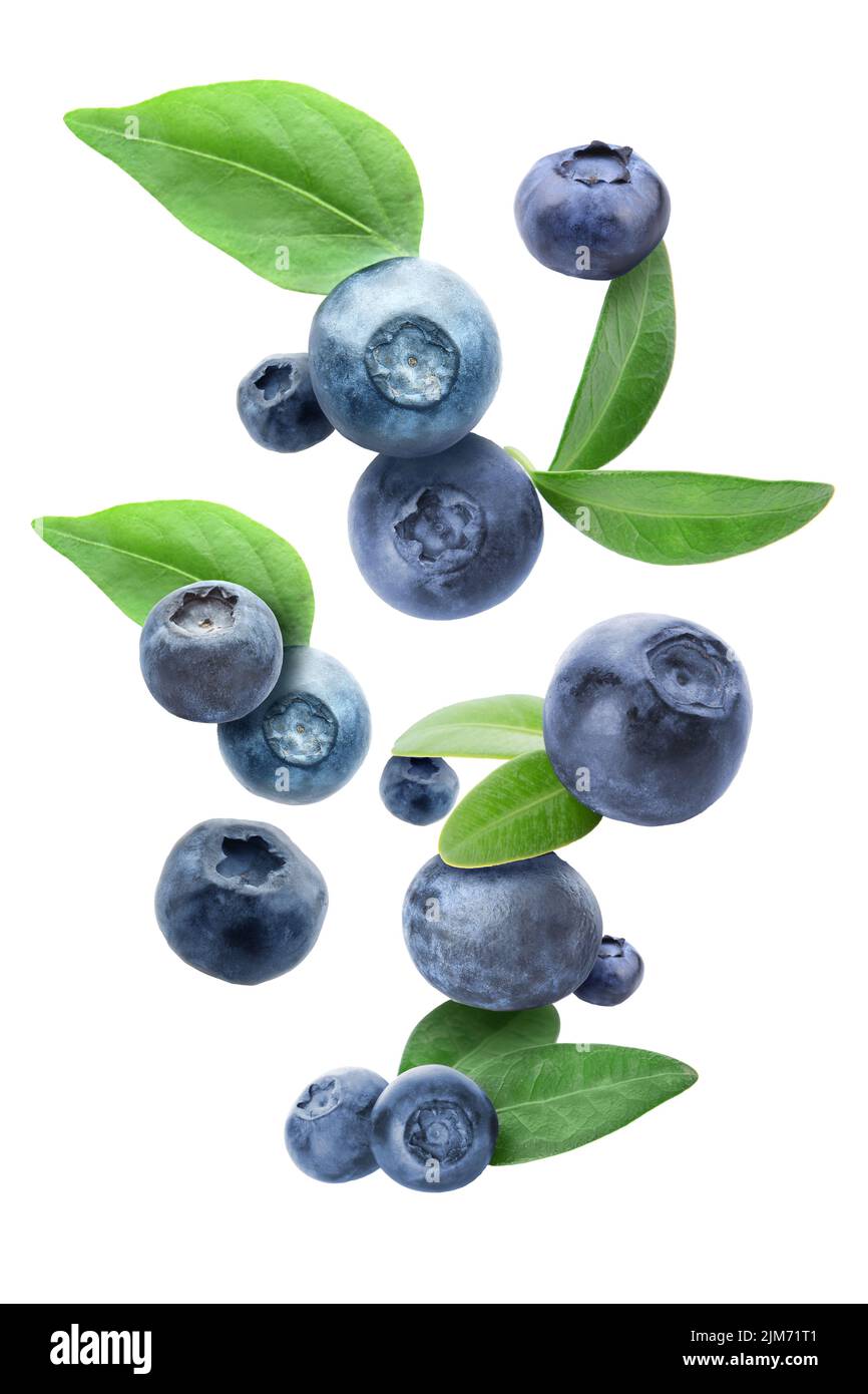 Many flying blueberries on white background Stock Photo - Alamy