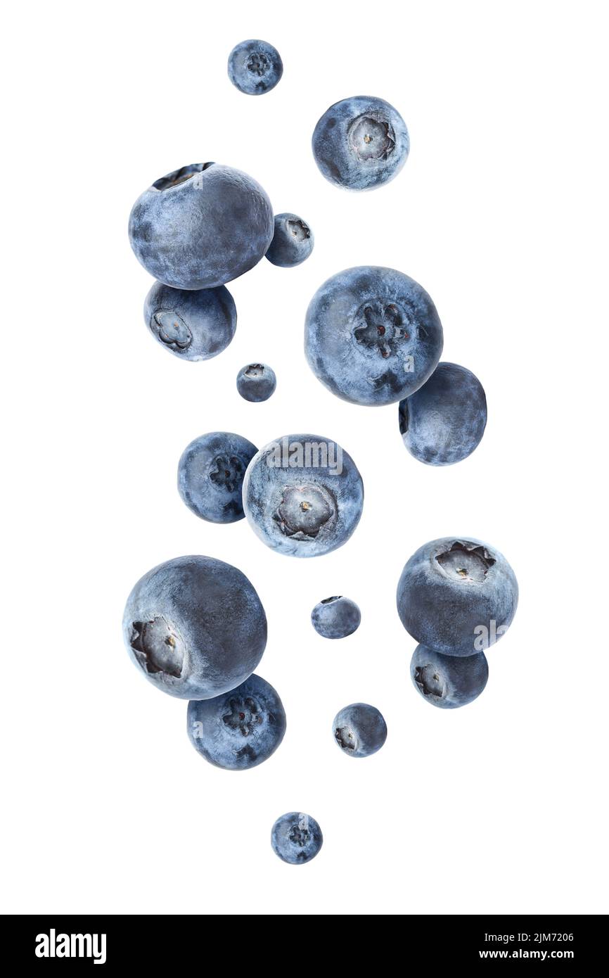 Many falling blueberries on white background Stock Photo - Alamy