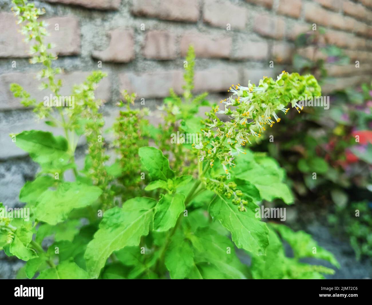 Tulsi hindu garden hi-res stock photography and images - Alamy
