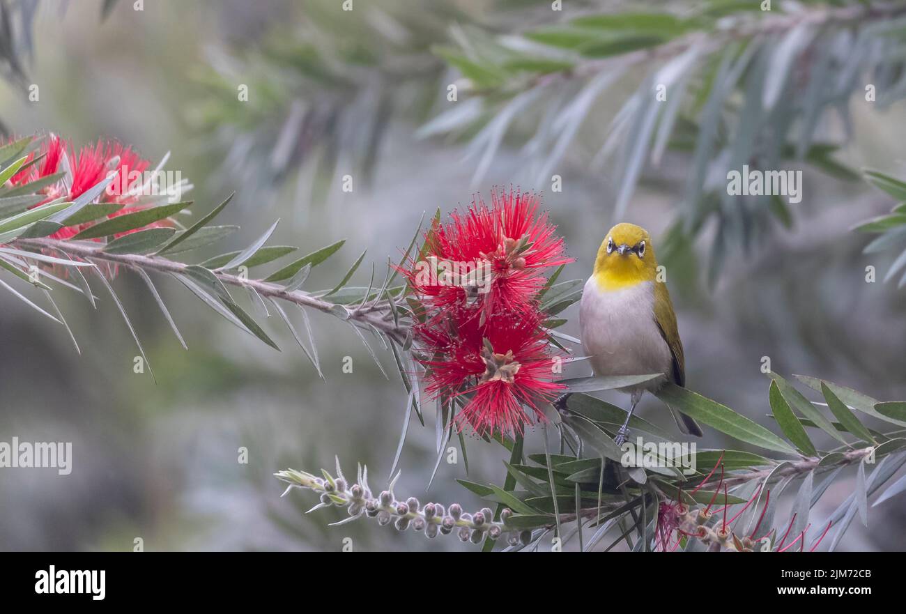 The Indian white-eye (Zosterops palpebrosus) perched on a Callistemon ...