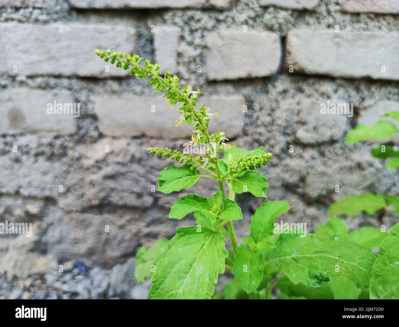 Tulsi hindu garden hi-res stock photography and images - Alamy