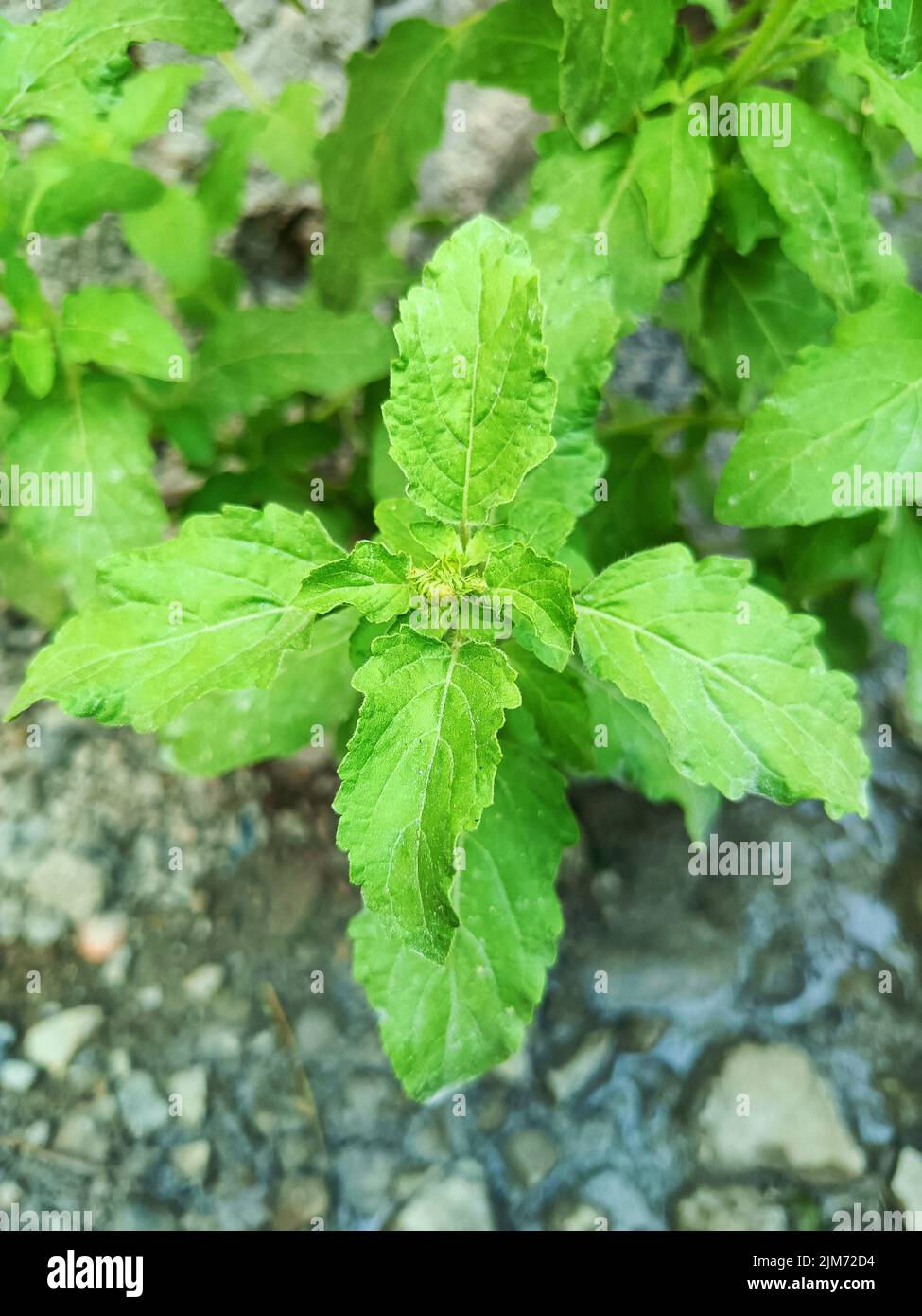 Tulsi hindu garden hi-res stock photography and images - Alamy