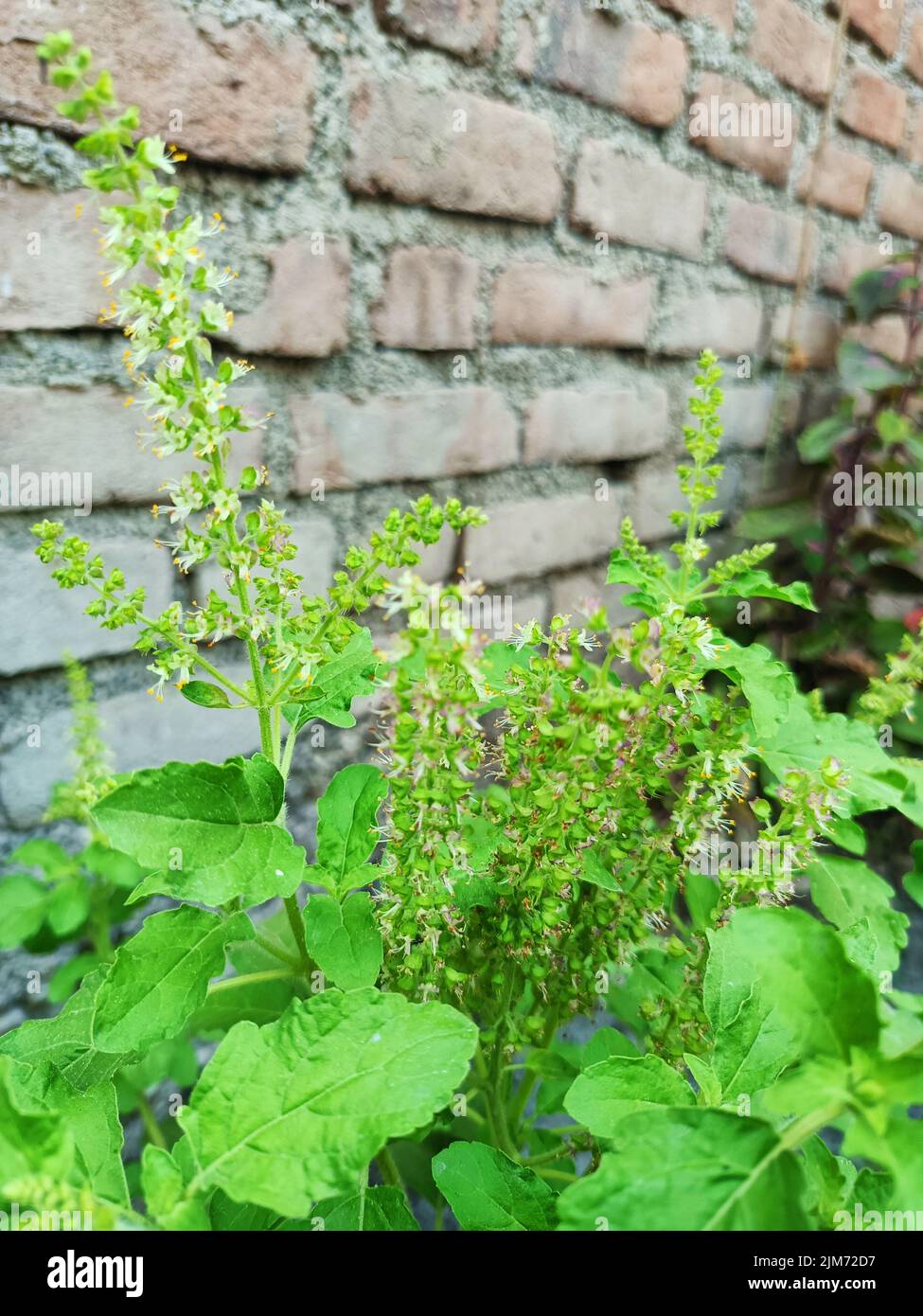 Tulsi hindu garden hi-res stock photography and images - Alamy