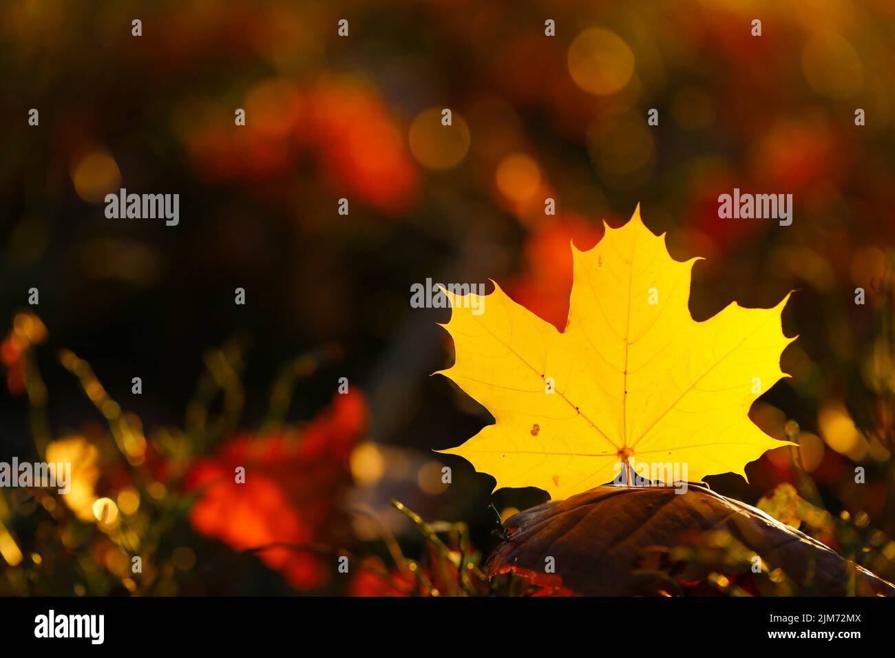 Autumn natural plant background in warm tones.Autumn season.Beautiful ...