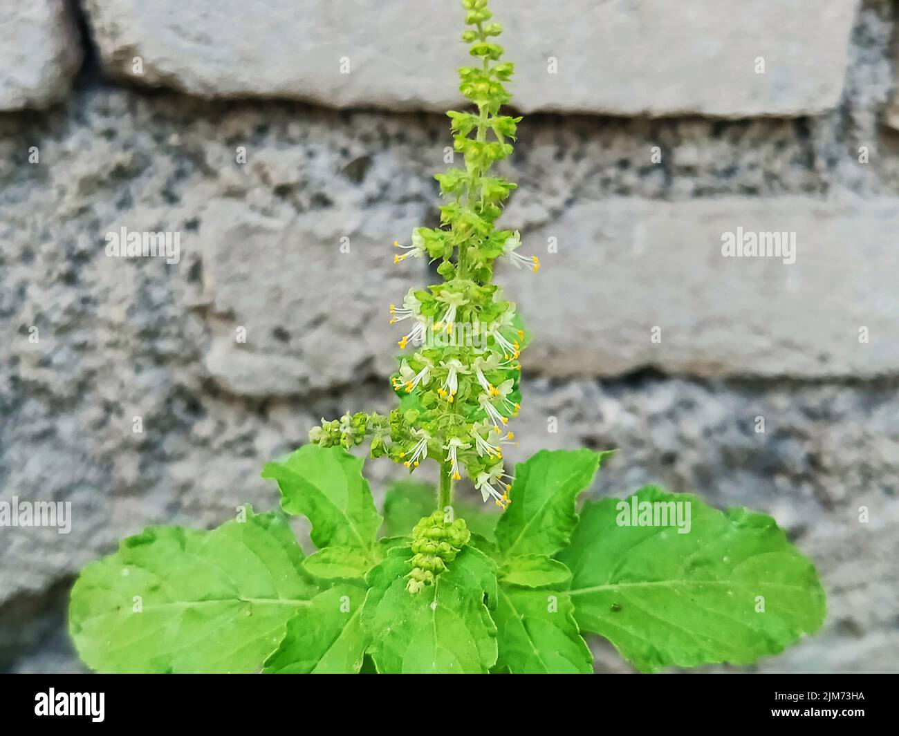 Tulsi hindu garden hi-res stock photography and images - Alamy
