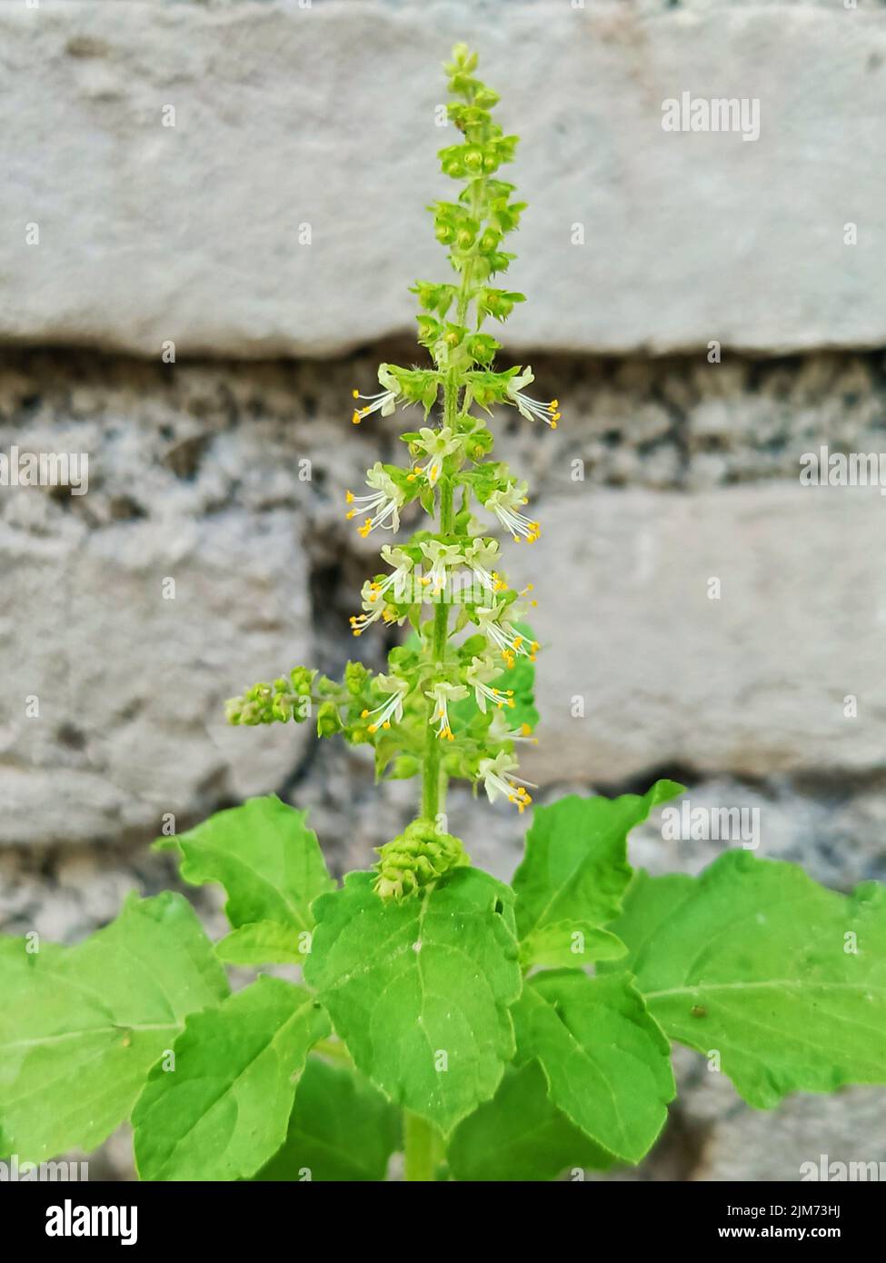 Tulsi hindu garden hi-res stock photography and images - Alamy