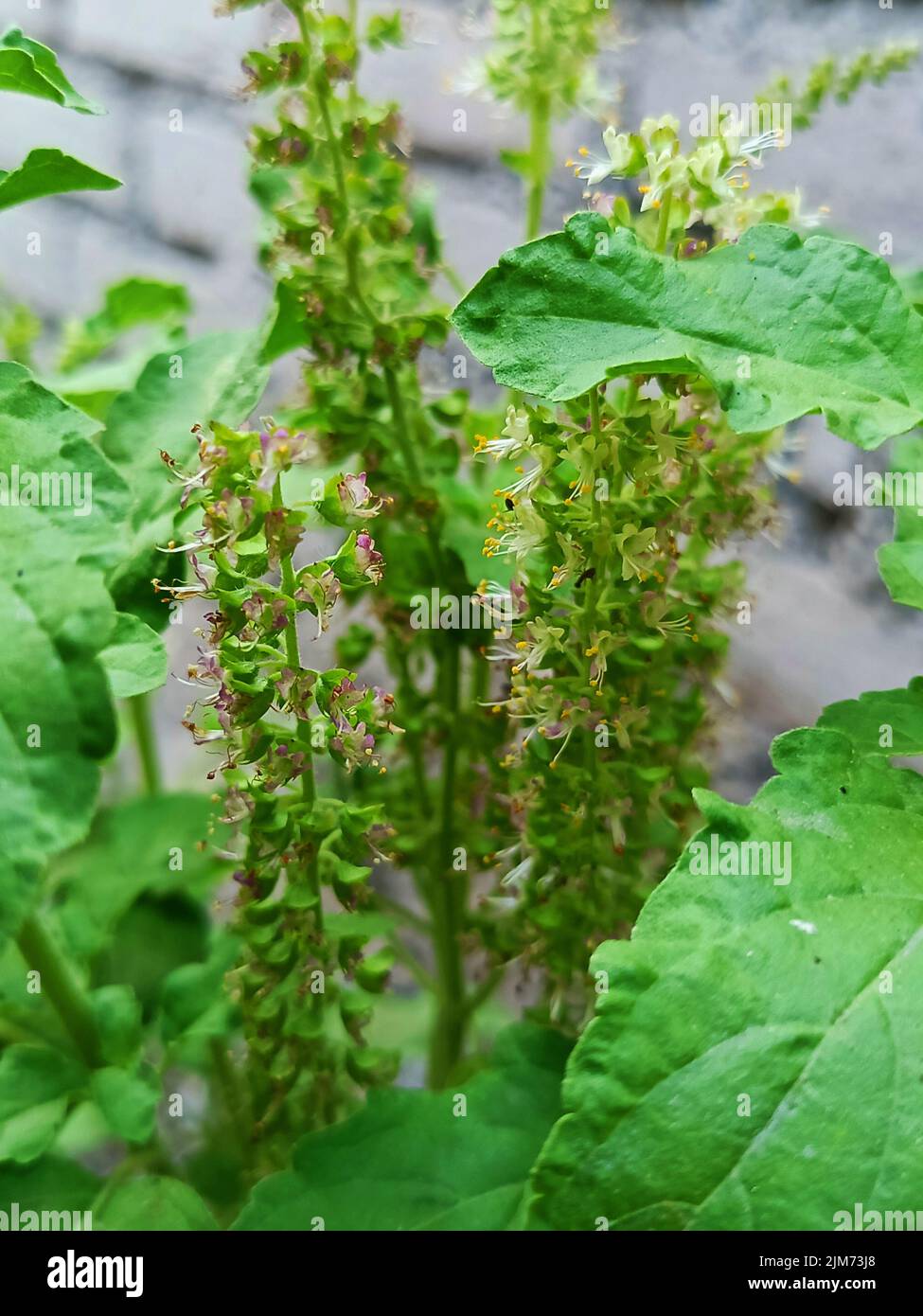 Tulsi hindu garden hi-res stock photography and images - Alamy