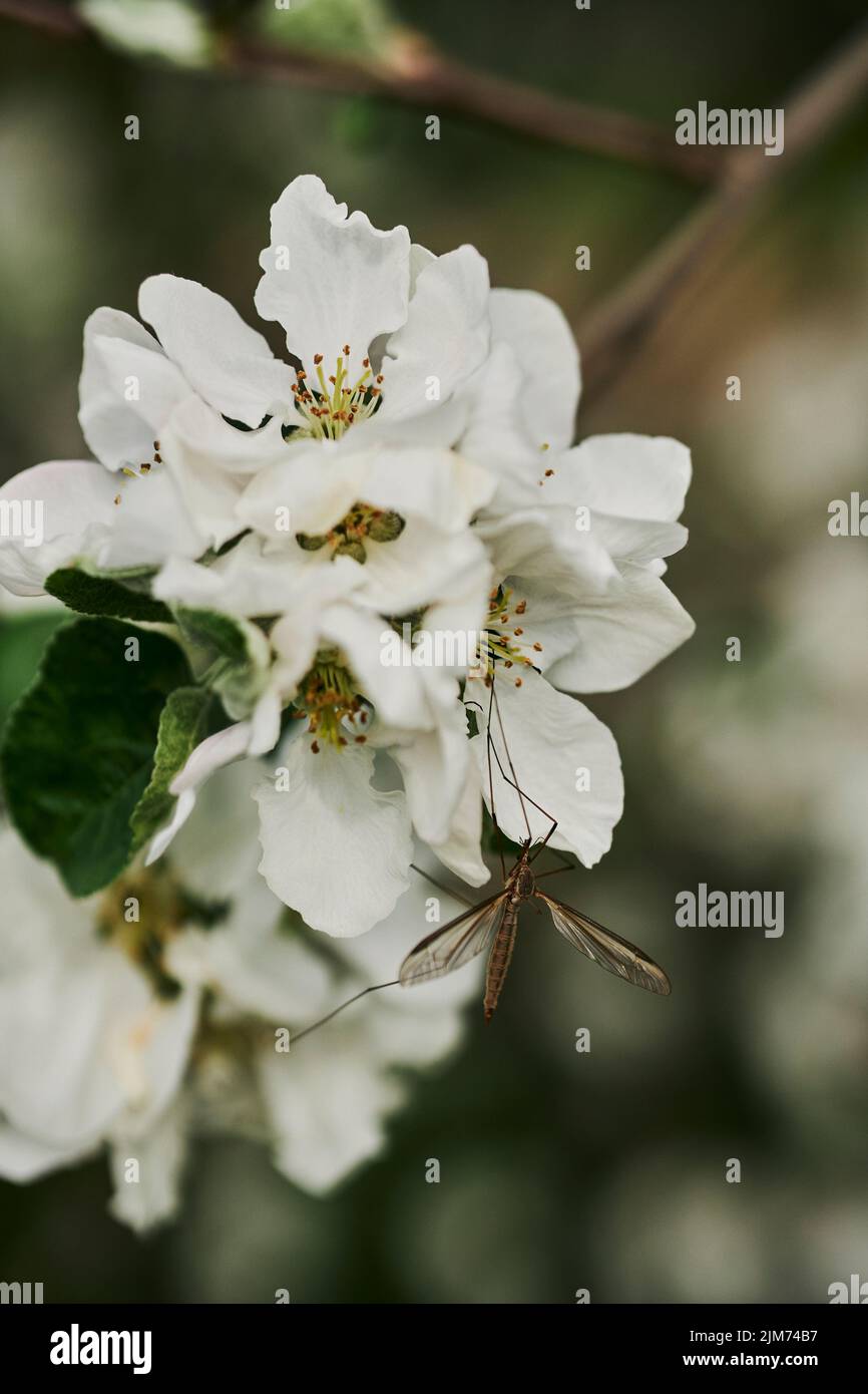 A selective focus shot of blooming spring flowers with an insect Stock ...