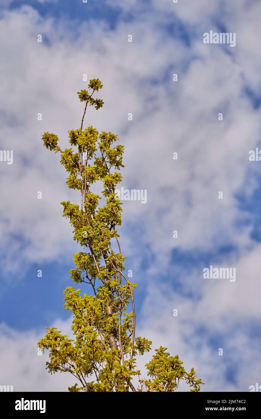 A vertical shot of a treetop with the cloudy sky on the background ...