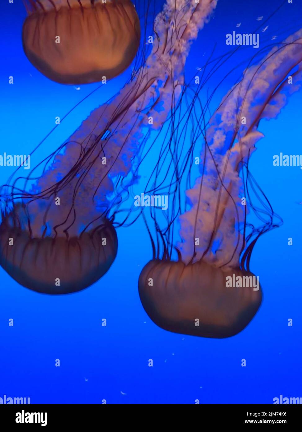 Bell shaped jellyfish hi-res stock photography and images - Alamy