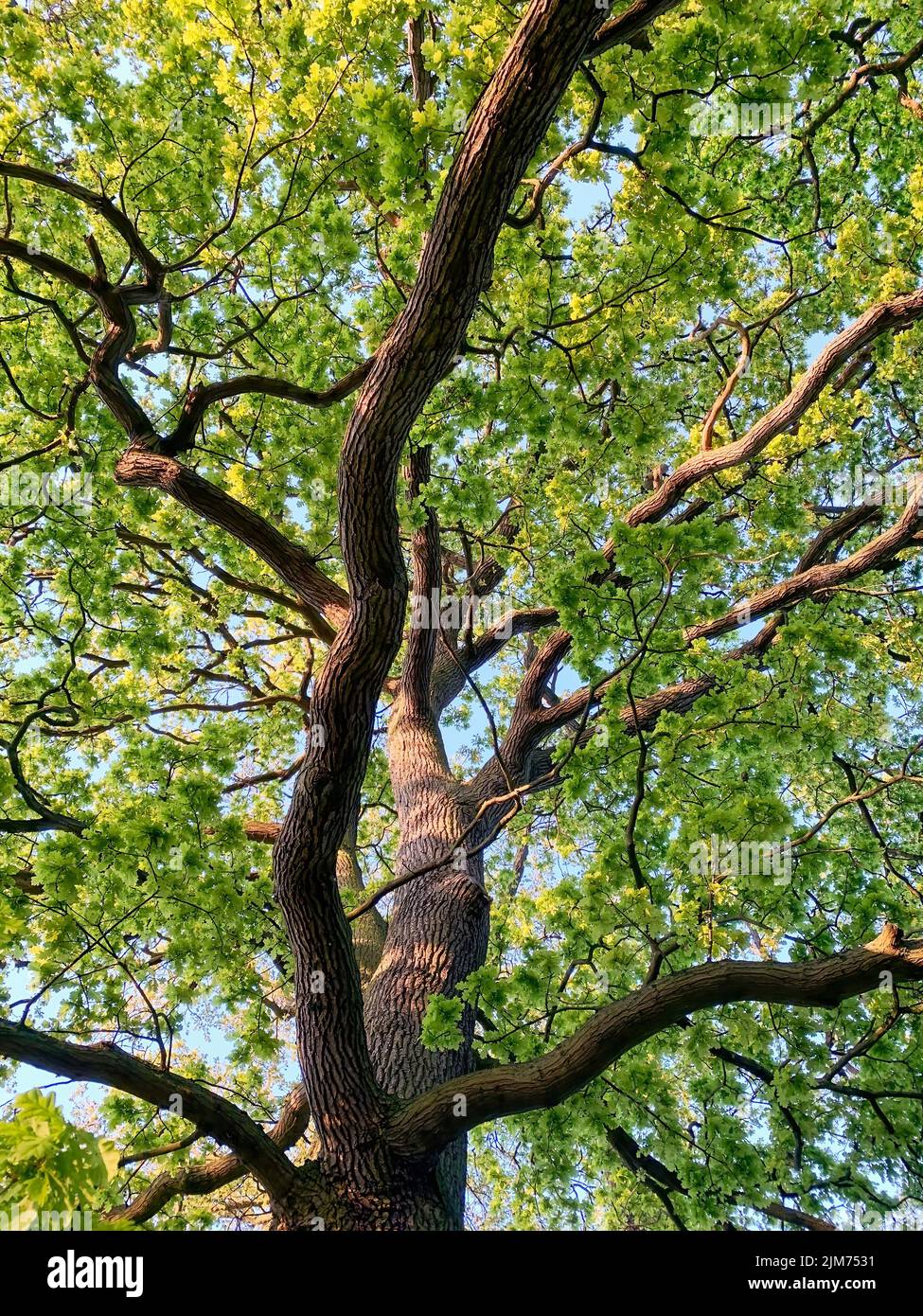 Gnarly tree canopy with lush green leaves. High Quality Image Stock ...