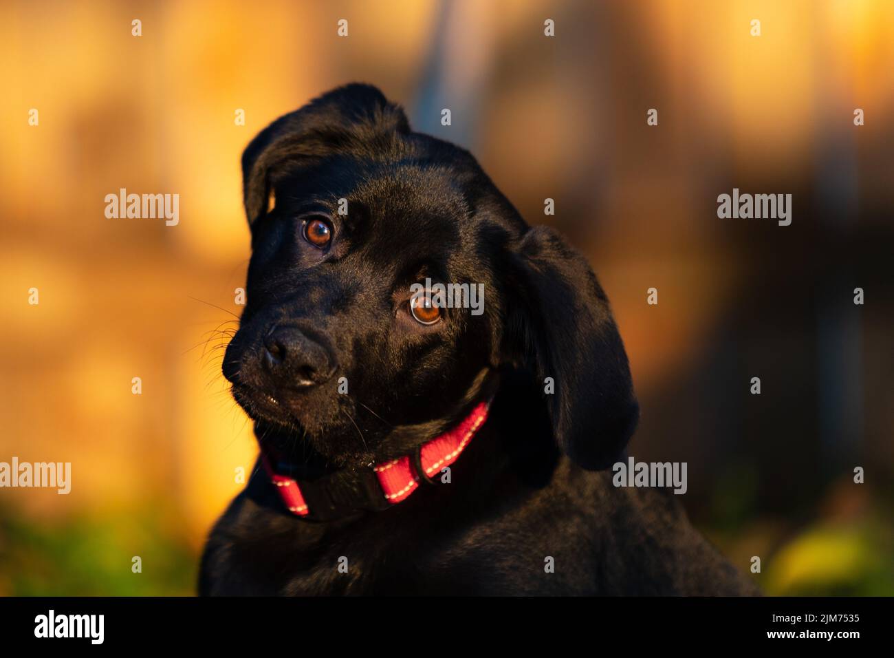 A closeup shot of a Labrador Retriever on the blurry background Stock ...