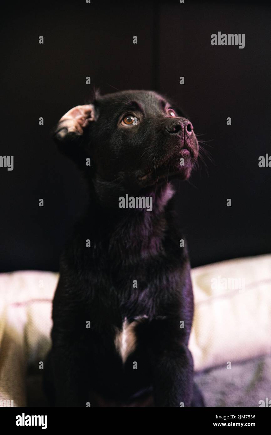 A vertical shot of a Labrador Retriever on the blurry background Stock ...