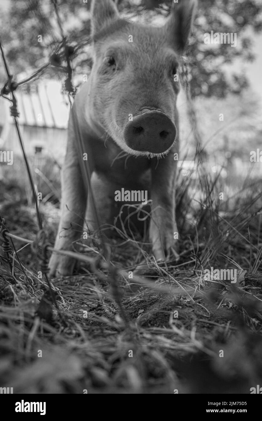Pig grass fence Black and White Stock Photos & Images - Alamy