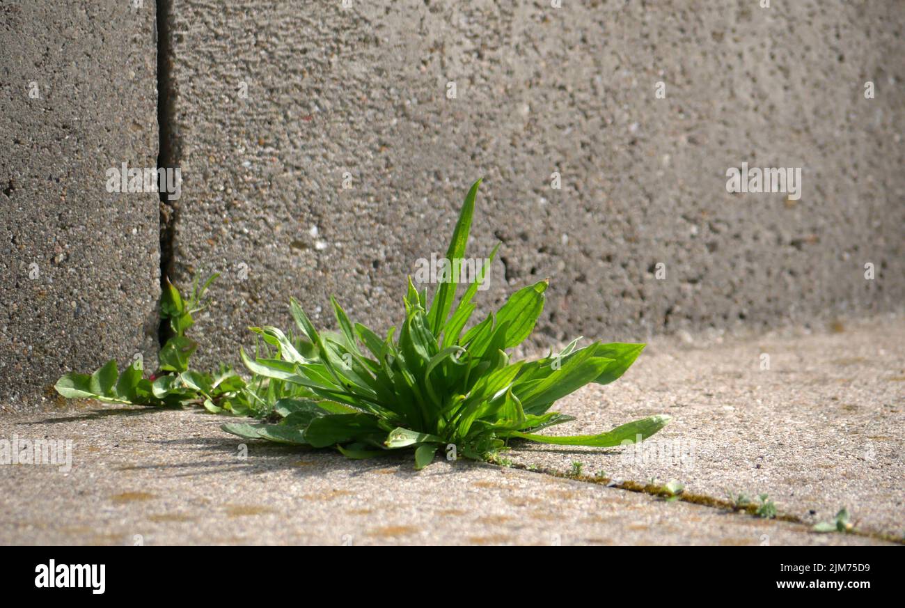 green grass growing on stones corner Stock Photo - Alamy