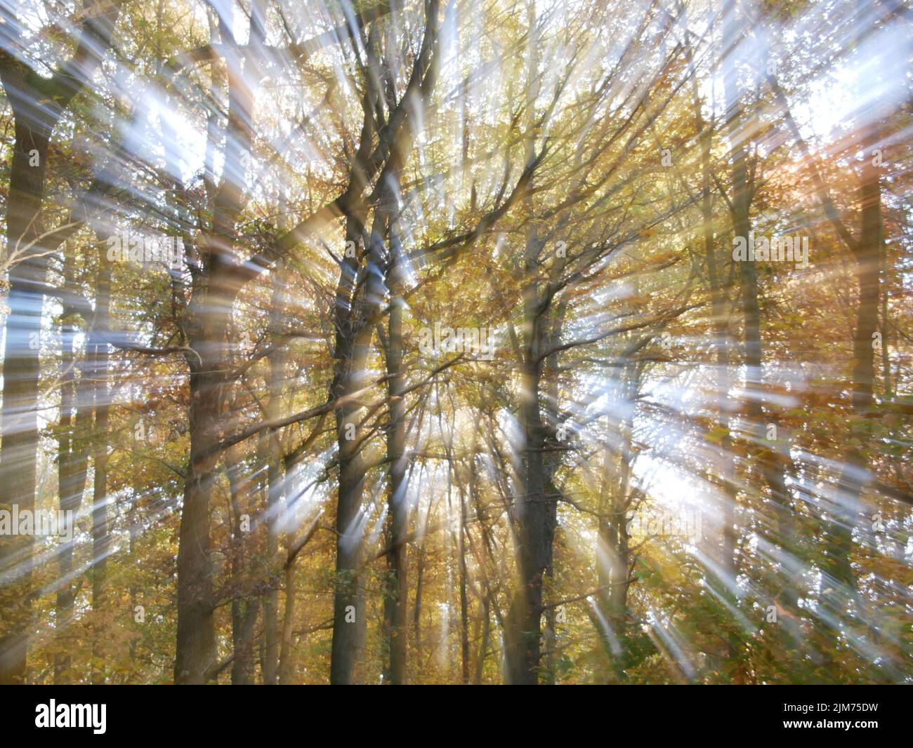 autum forest with bright light beams Stock Photo - Alamy