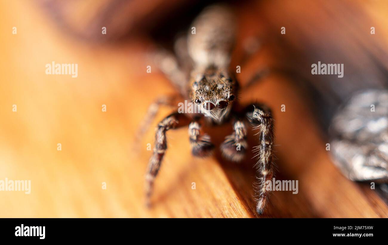 Tan jumping spider hi-res stock photography and images - Alamy