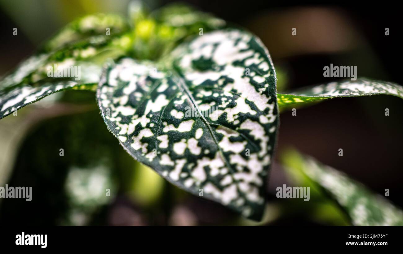 A closeup shot of the leaves of dumb cane on the blurry background ...