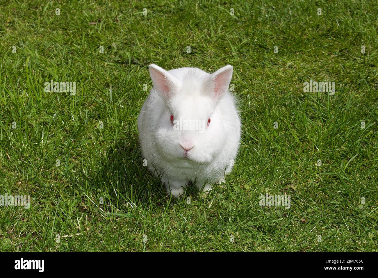 A fluffy white rabbit sitting on green grass Stock Photo - Alamy