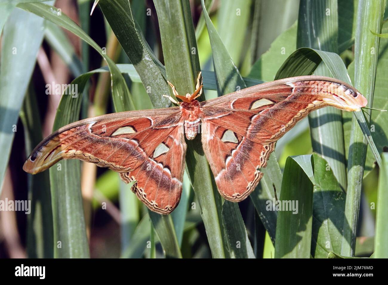 Atlas moth butterfly hi-res stock photography and images - Alamy