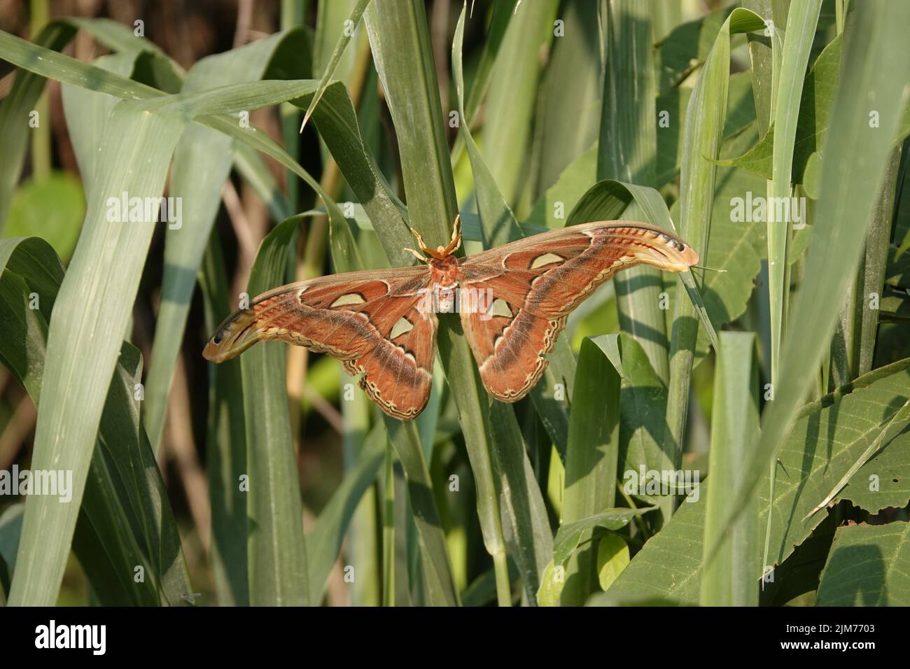 Atlas moth butterfly hi-res stock photography and images - Alamy