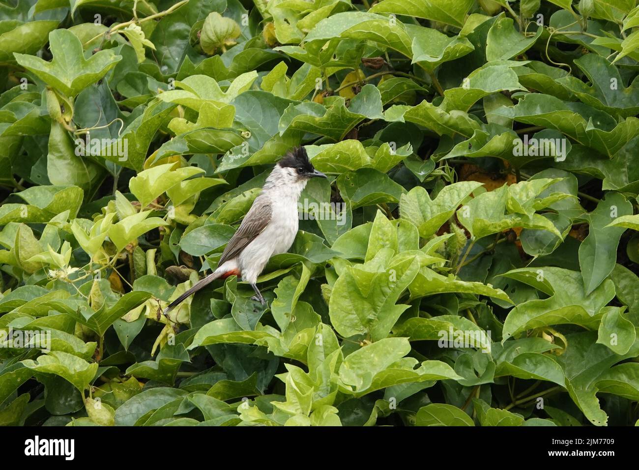 A closeup of Sooty-headed bulbul bird on a green plant Stock Photo - Alamy