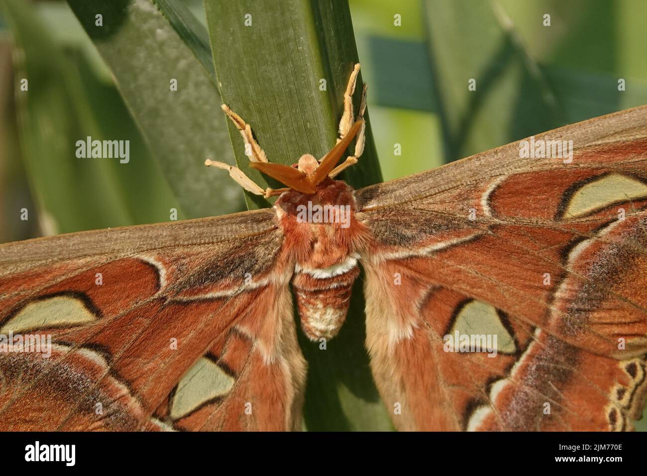 Atlas moth butterfly hi-res stock photography and images - Alamy