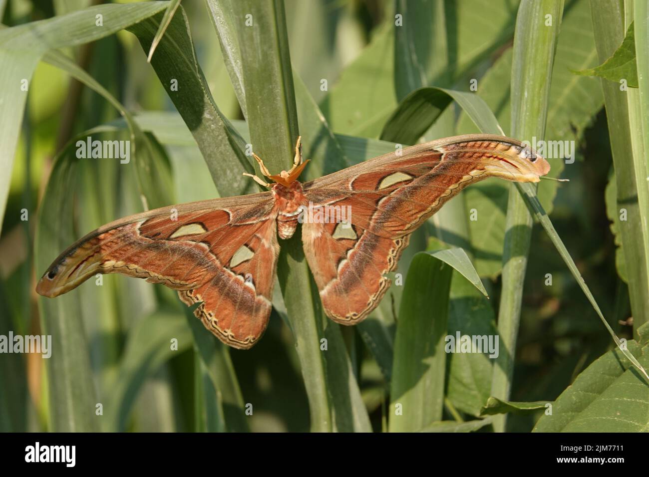 Atlas moth butterfly hi-res stock photography and images - Alamy