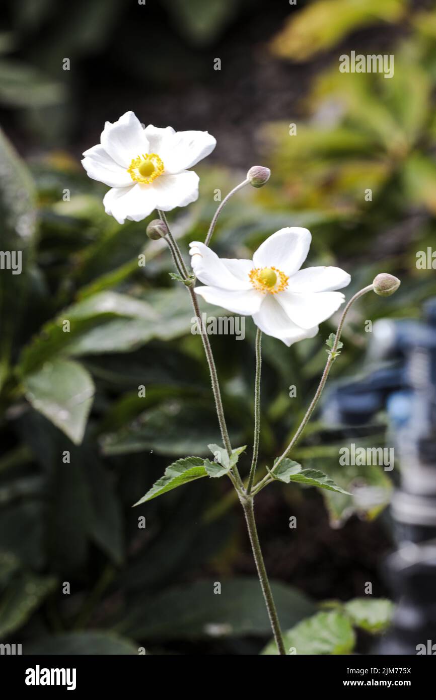 A shallow focus of white Japanese thimbleweed flowers field Stock Photo ...