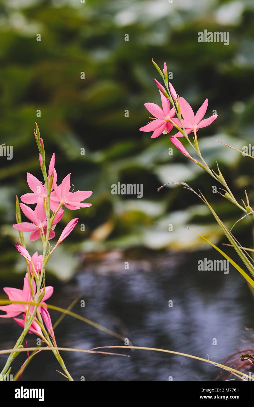A shallow focus of pink River lily flowers with a blurry background of ...