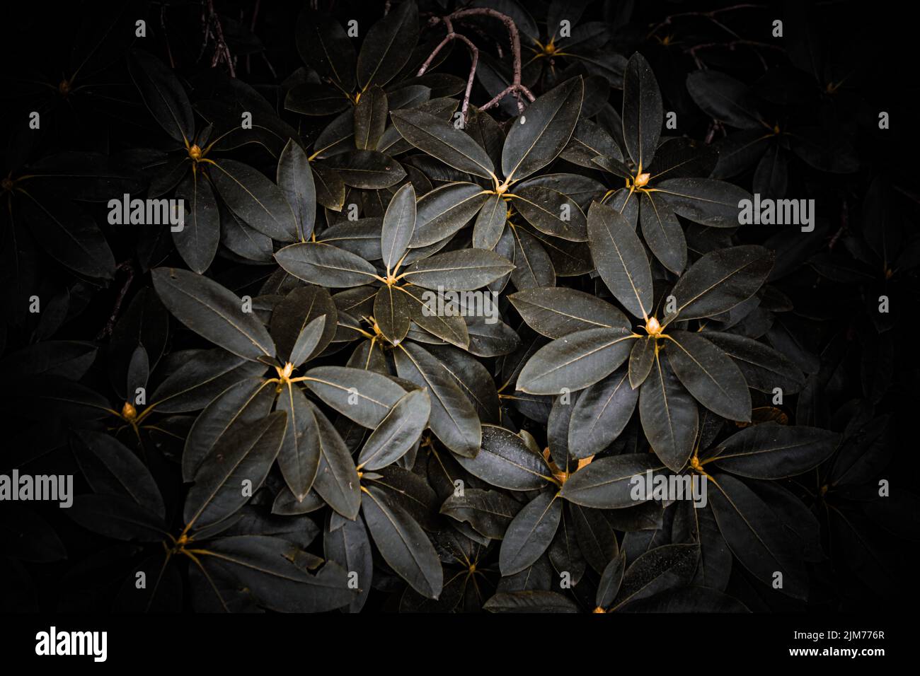 Laurel leaves black hi-res stock photography and images - Alamy