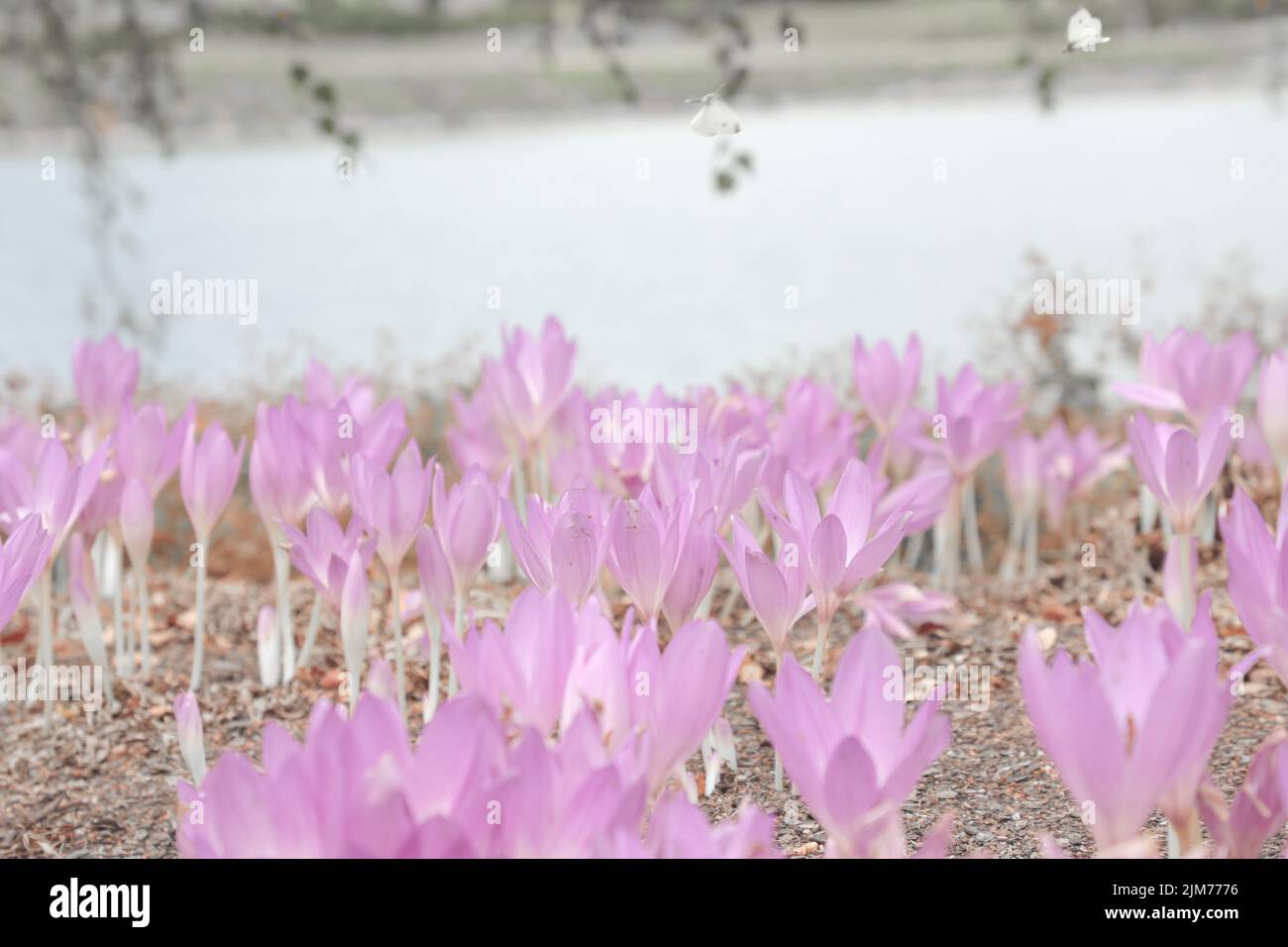 A Shallow focus of purple Autumn crocus flowers field Stock Photo - Alamy