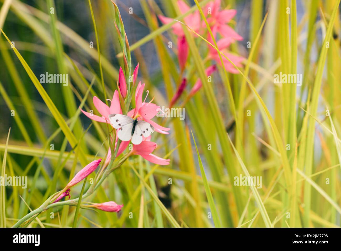 A Shallow focus of pink River lily flowers with a blurry background ...