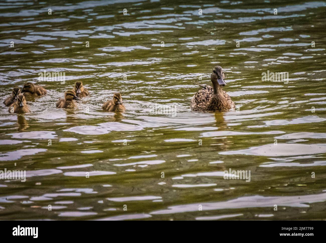 Chickens ducks hi-res stock photography and images - Alamy