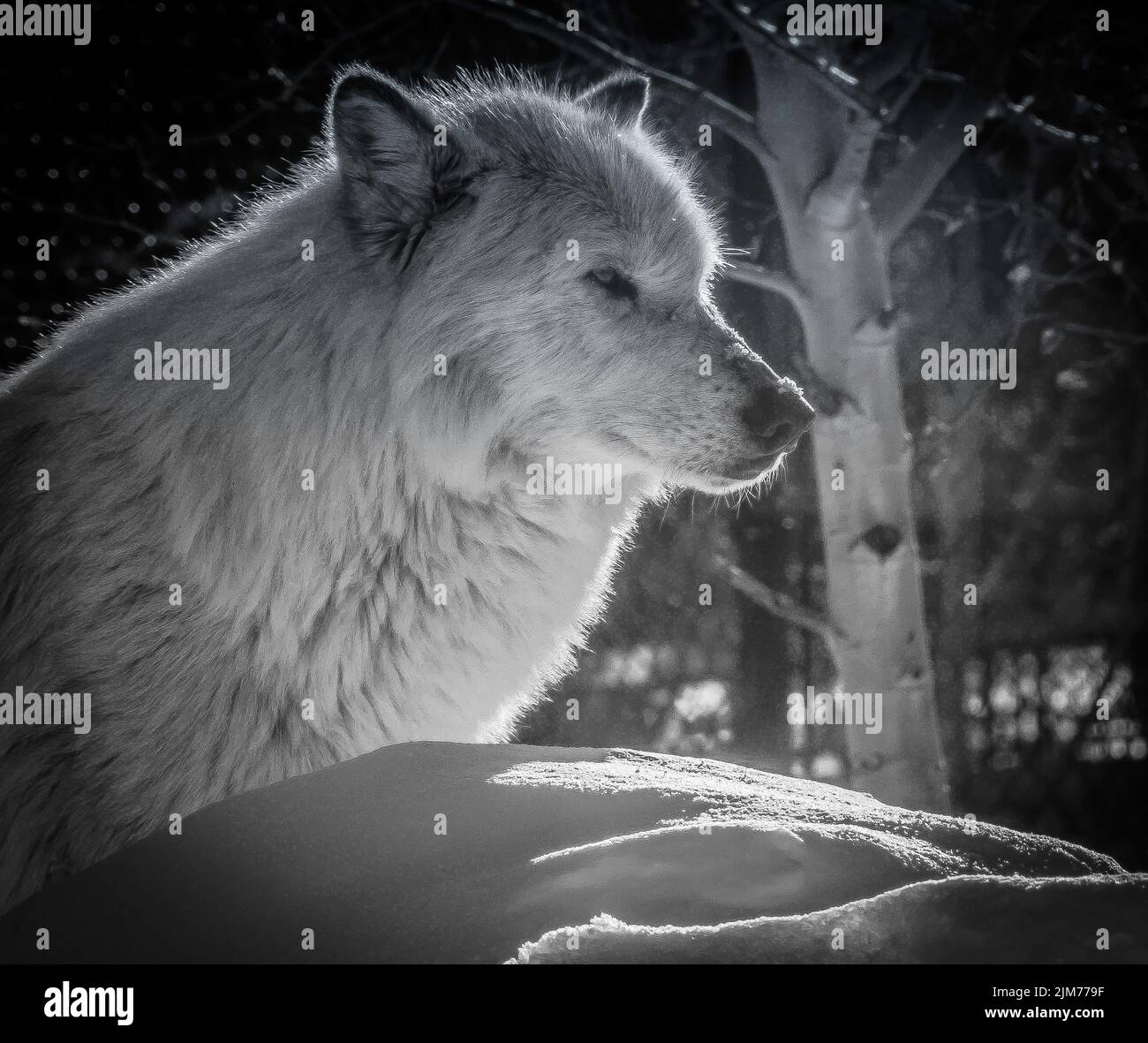 A grayscale shot of an Arctic wolf (Canis lupus arctos), also known as ...