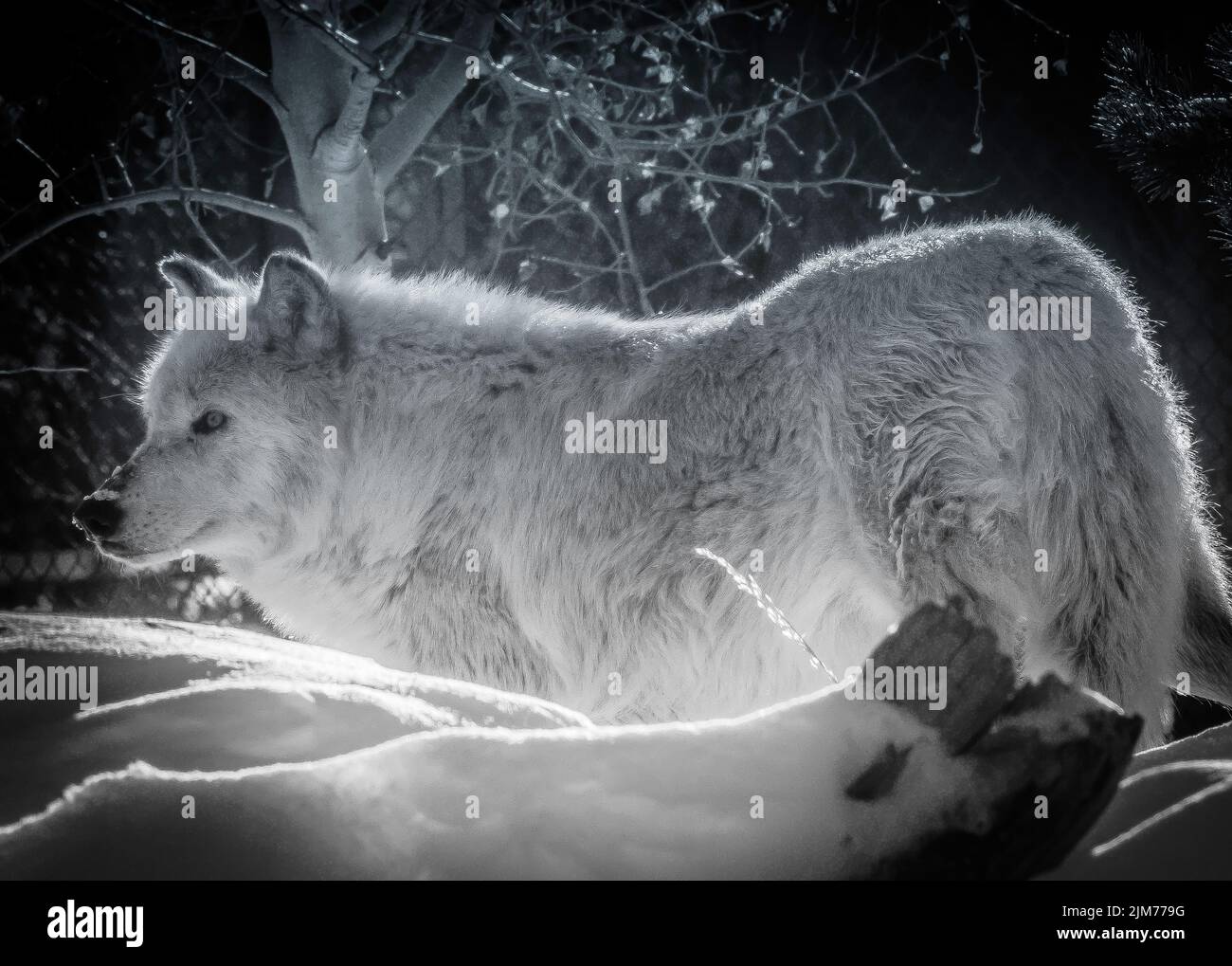 A grayscale shot of an Arctic wolf (Canis lupus arctos), also known as ...