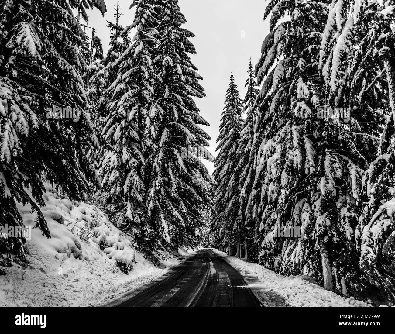 A grayscale shot of a snow-capped forest in the winter Stock Photo - Alamy