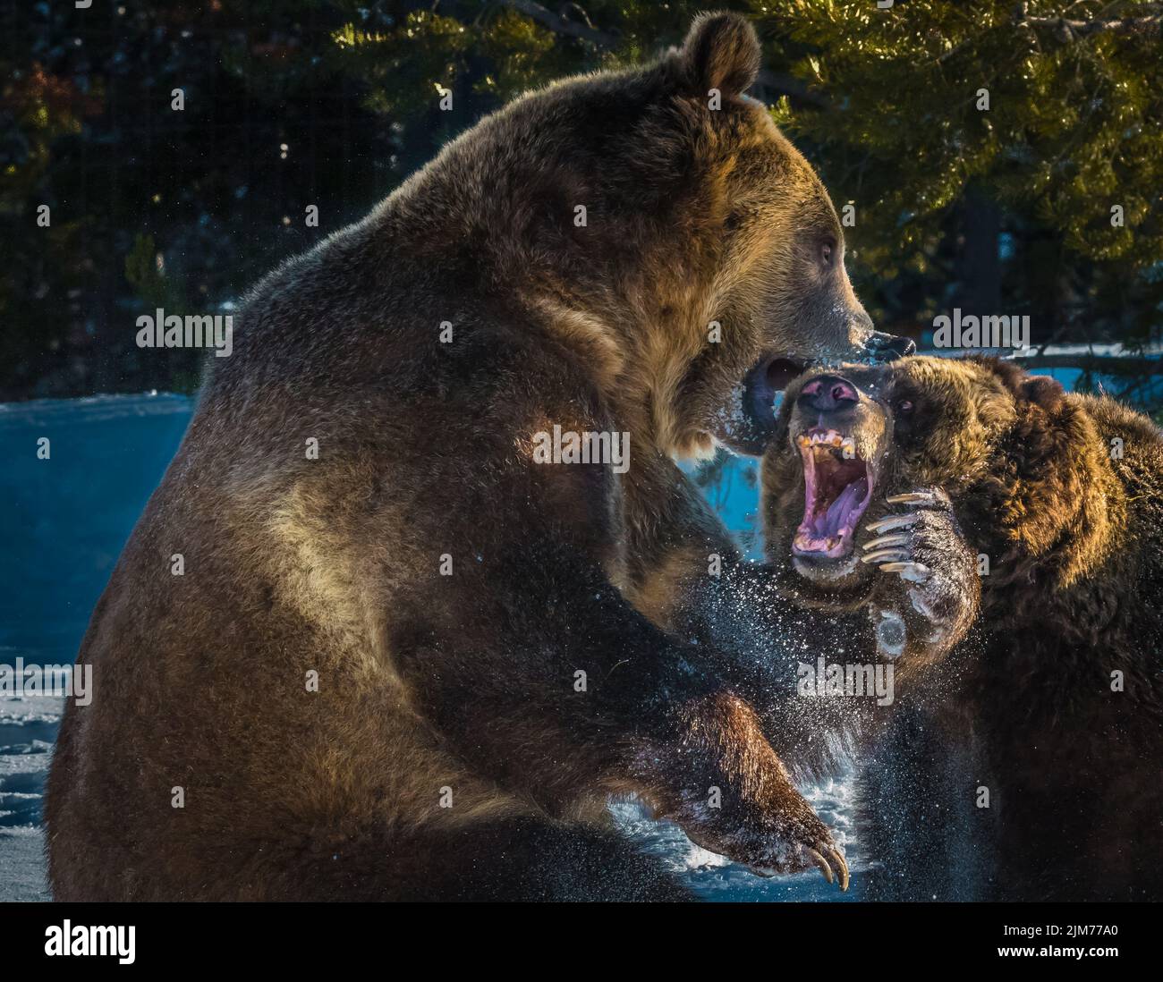The two bears growl at each other Stock Photo - Alamy