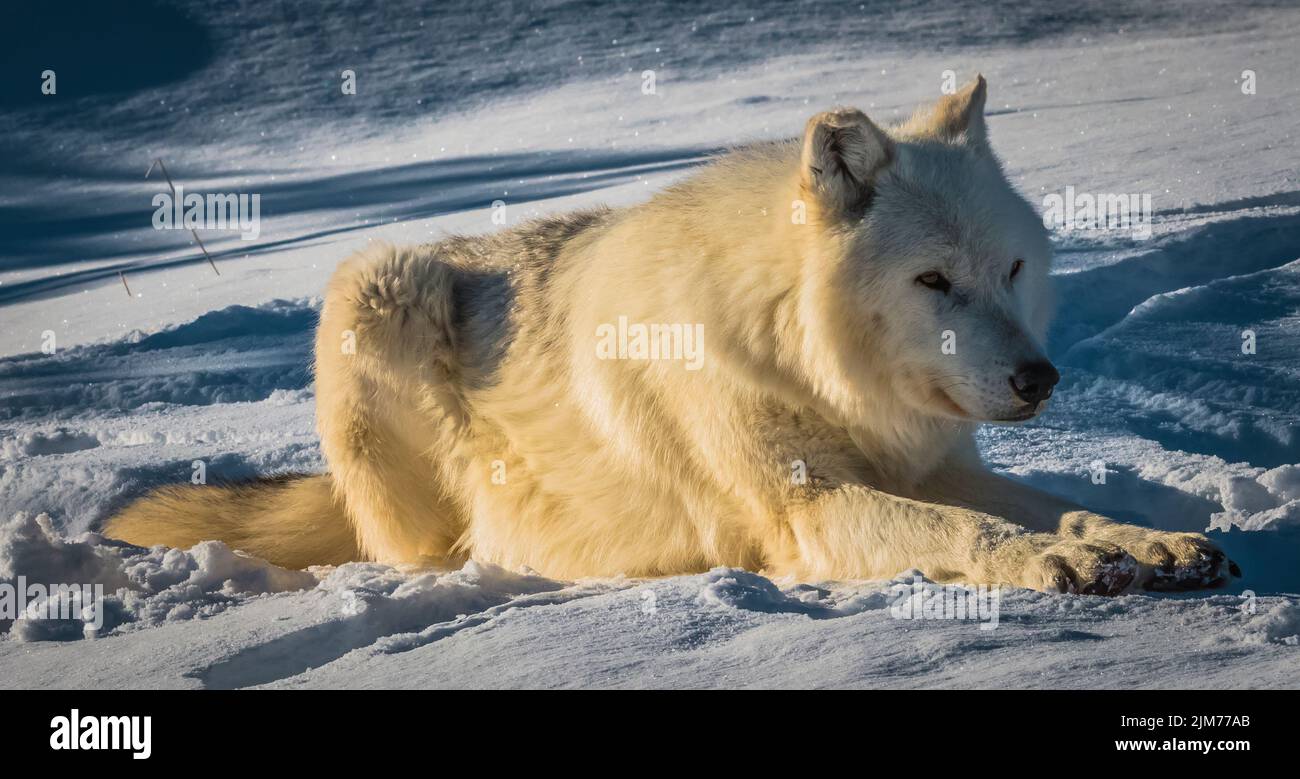 The Arctic wolf (Canis lupus arctos), also known as the white or polar ...