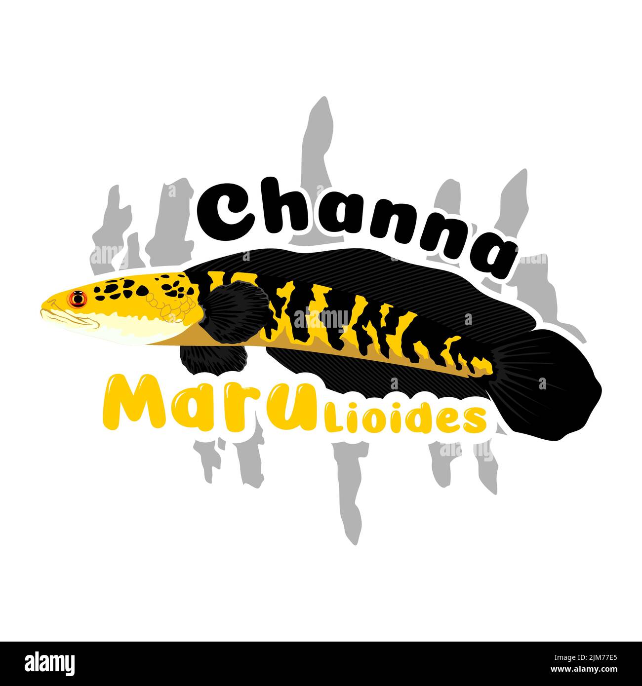 A yellow channa fish isolated on a white background Stock Vector Image ...